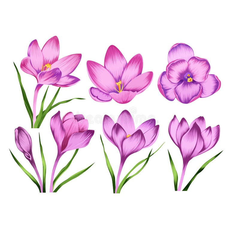 Crocus Flower Vector Illustration Stock Vector - Illustration of ...