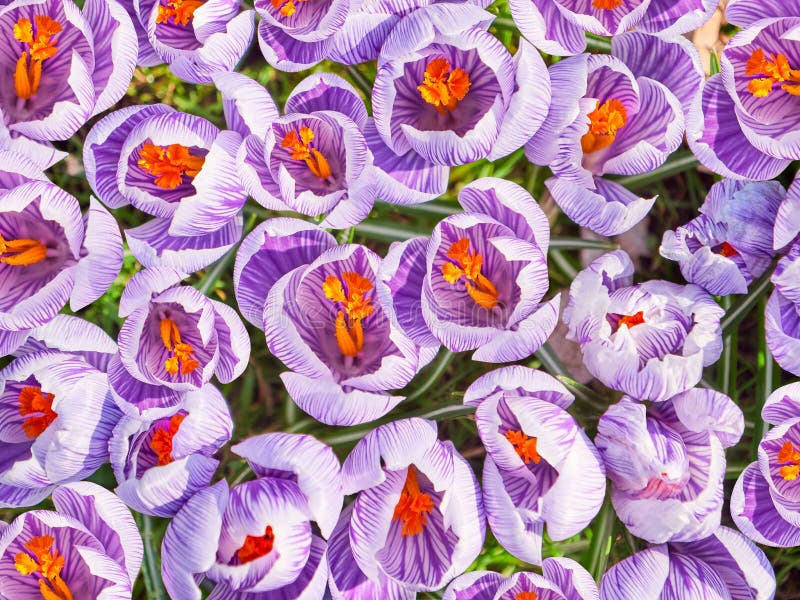 Crocus, Flowering Plants, Bunch of Crocuses Background, Top View Stock ...
