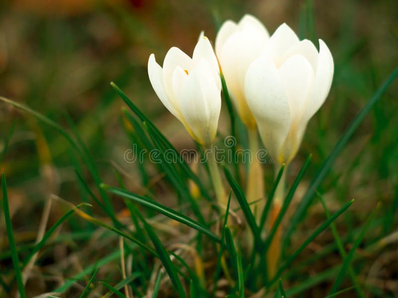 Crocus flowers stock photo. Image of beauty, close, growth - 11326302