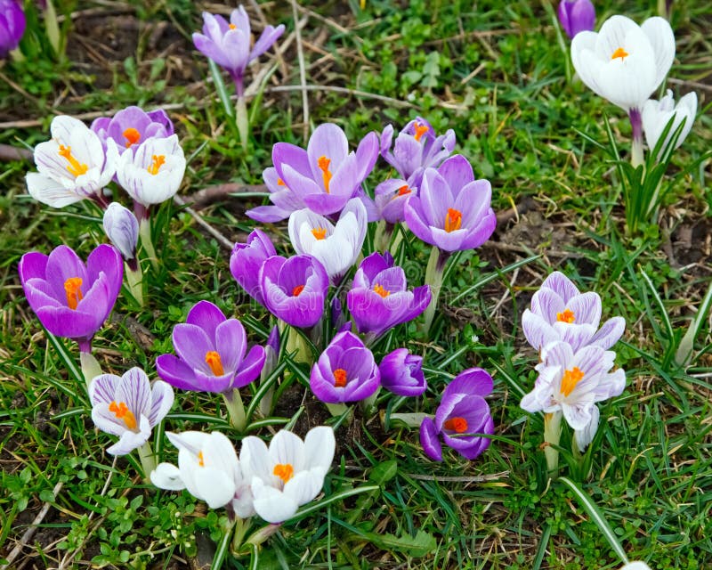 Crocus flowers stock image. Image of seasonal, beautiful - 12797703