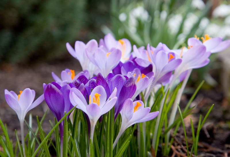 Crocus Flowers stock image. Image of crocus, bloom, iridaceae - 13684071