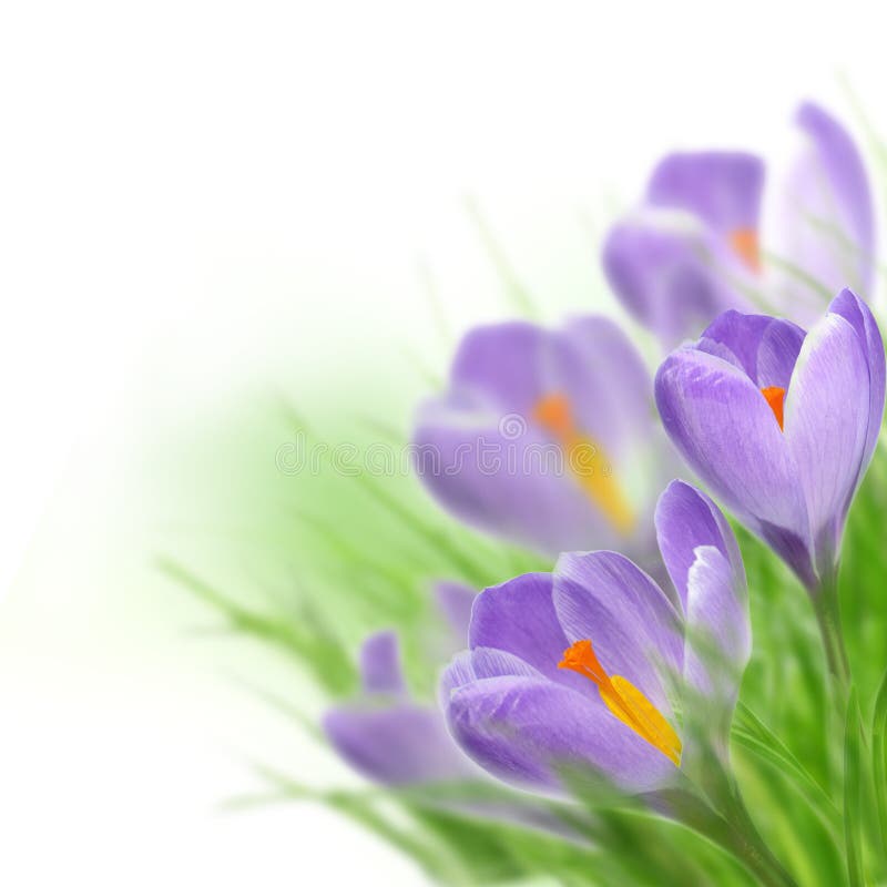 Crocus Spring Flowers stock photo. Image of elegant, design - 24125386