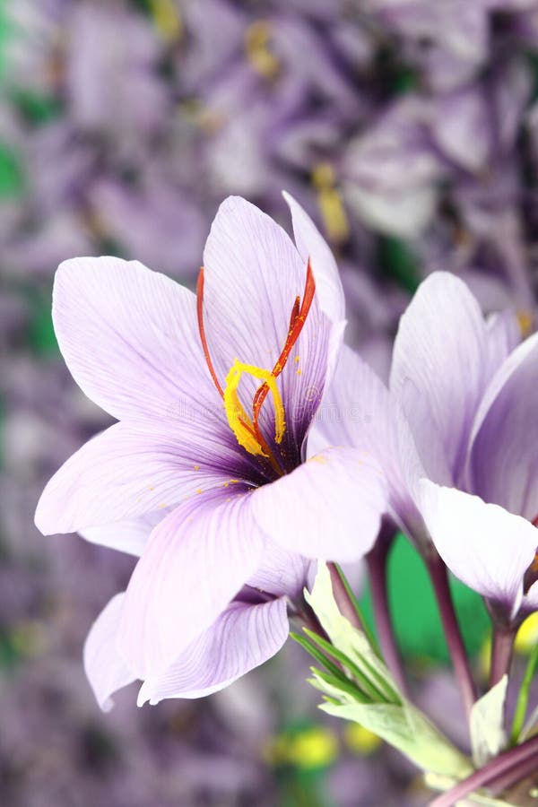 Red crocus flowers stock image. Image of petal, flowering - 5772897