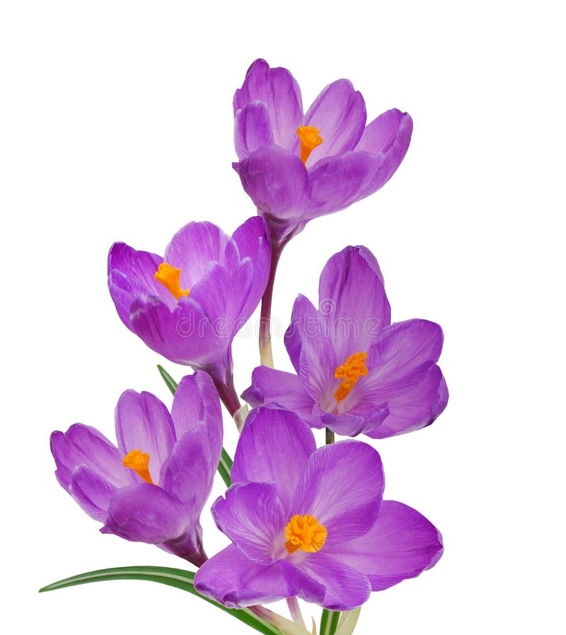 Crocus Spring Flowers stock image. Image of early, growth - 24125387