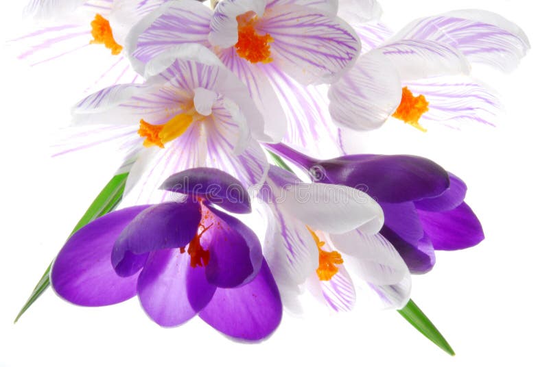 Mini Springtime Magenta Crocuses Stock Photo - Image of postcard ...
