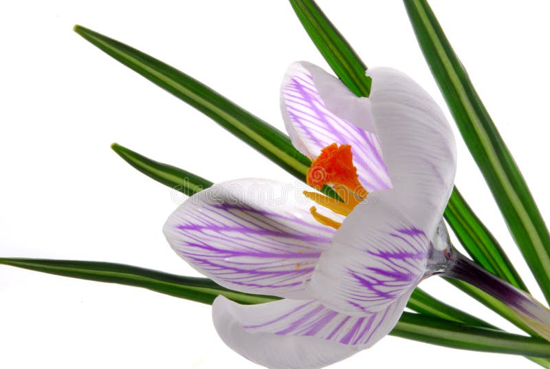 Crocus flowers stock image. Image of meadow, crocus, beauty - 25102387