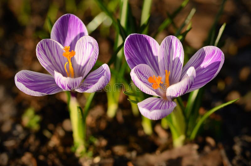 Crocus flowers stock photo. Image of bloom, garden, grass - 38629778