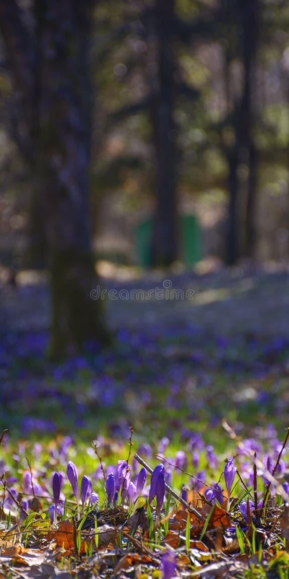 Crocus Flowers Blooming in the Forest Stock Image - Image of holiday ...