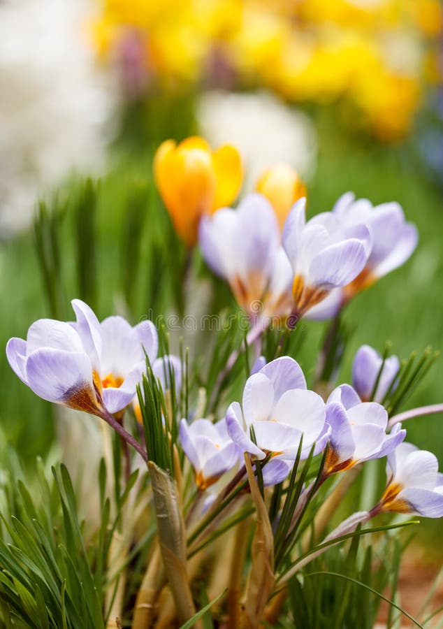 Crocus flowers stock photo. Image of cultivars, bloom - 38746276