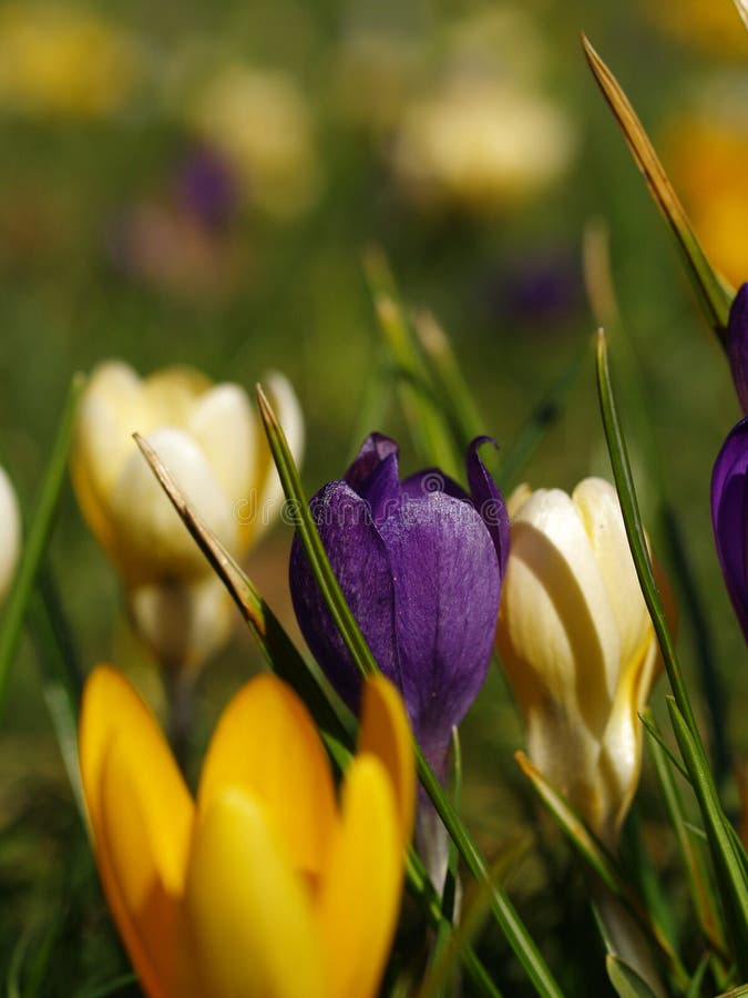 Macro Image of Spring Wild Crocus Stock Image - Image of beautiful ...
