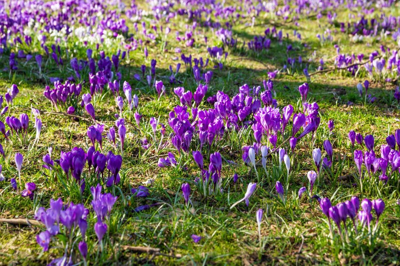 Crocus flowers stock photo. Image of green, seasonal - 274285808