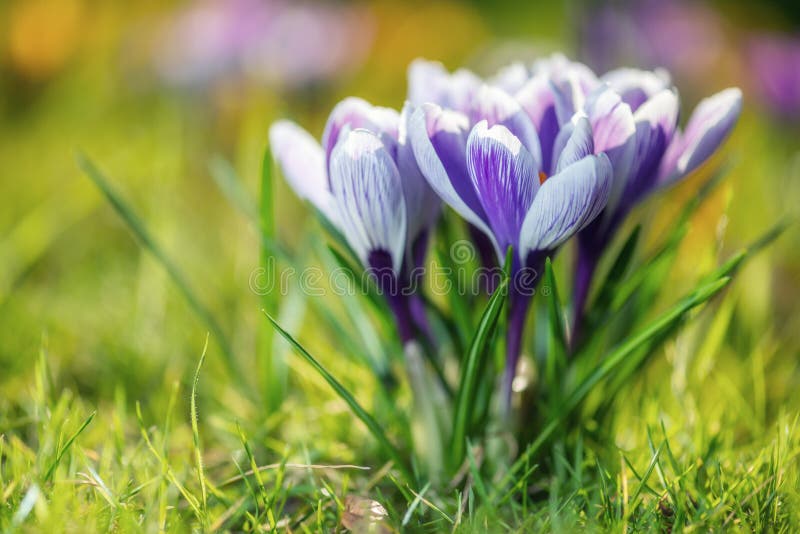 Spring Purple Crocus Flowers Stock Photo - Image of early, lilac: 39531968