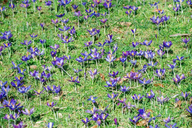 Blue crocus in the garden stock photo. Image of natural - 243257190