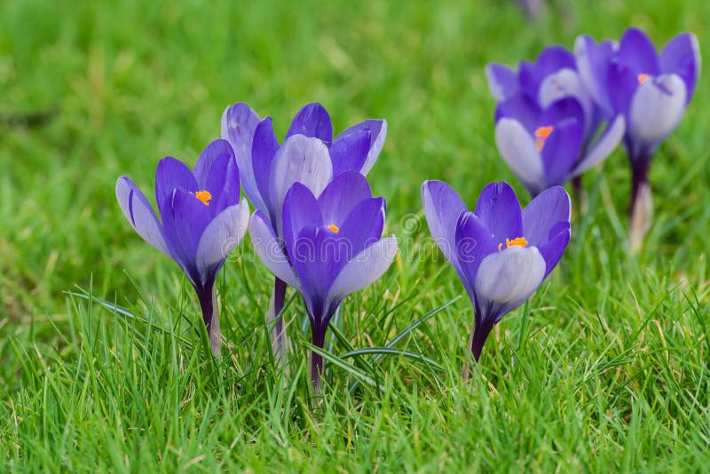 Blue crocus in the garden stock photo. Image of natural - 243257190