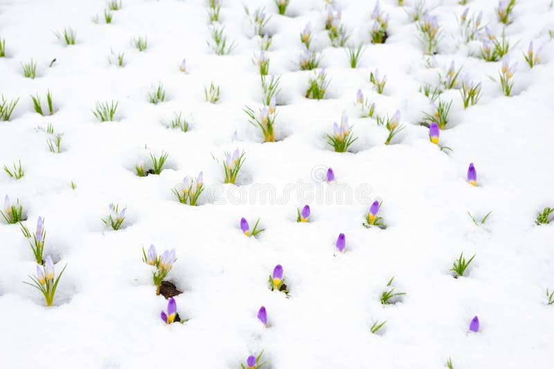 Crocus Flowers Emerging through Snow in Early Spring Stock Image ...