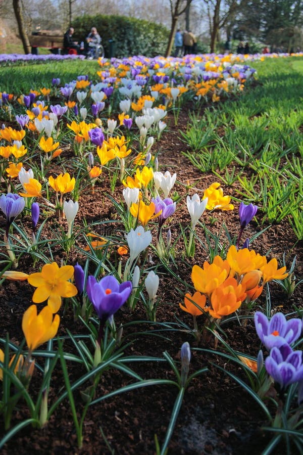 Colorful Crocus Flower Garden Stock Photo - Image of colorful ...