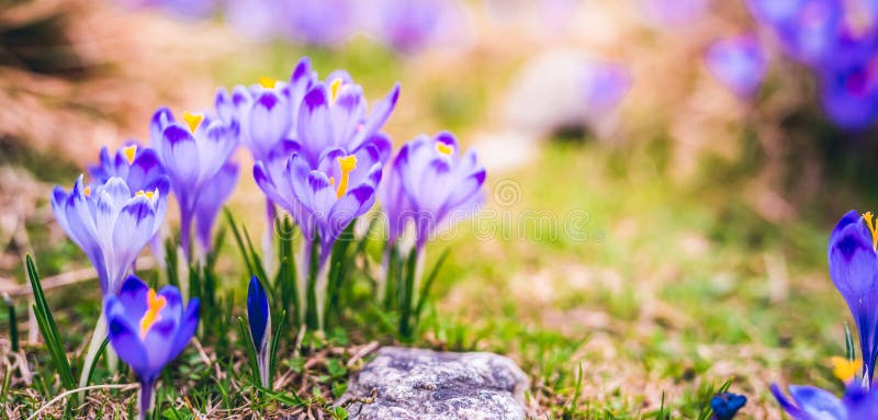 Crocus Flowers in Forest Backround. Stock Photo - Image of fresh ...