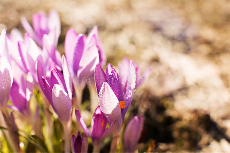Crocus Flowers Spring with Raindrops Stock Photo - Image of nature ...
