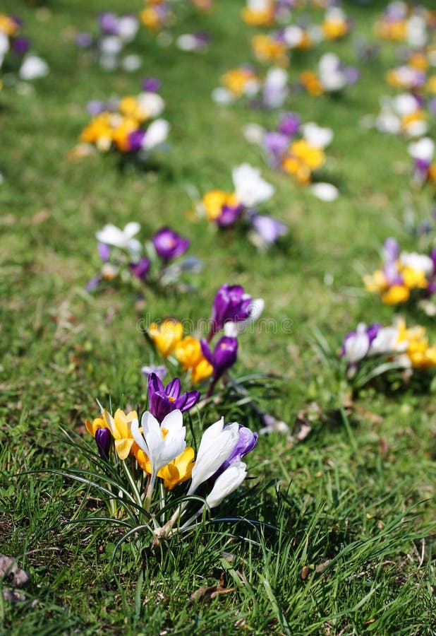 Crocus in flower-bed stock image. Image of easter, bloom - 2079465