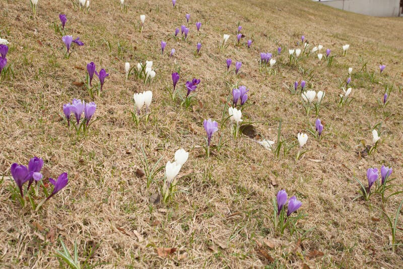 Crocus flowers on grass stock image. Image of outdoors - 53746007