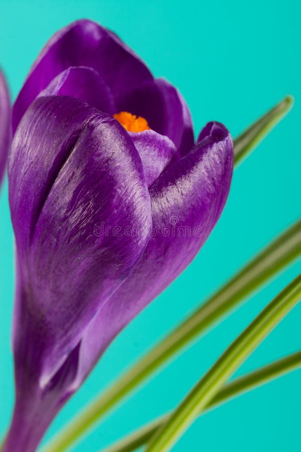 Crocus Flowers on a Green Background Closeup Stock Photo - Image of ...
