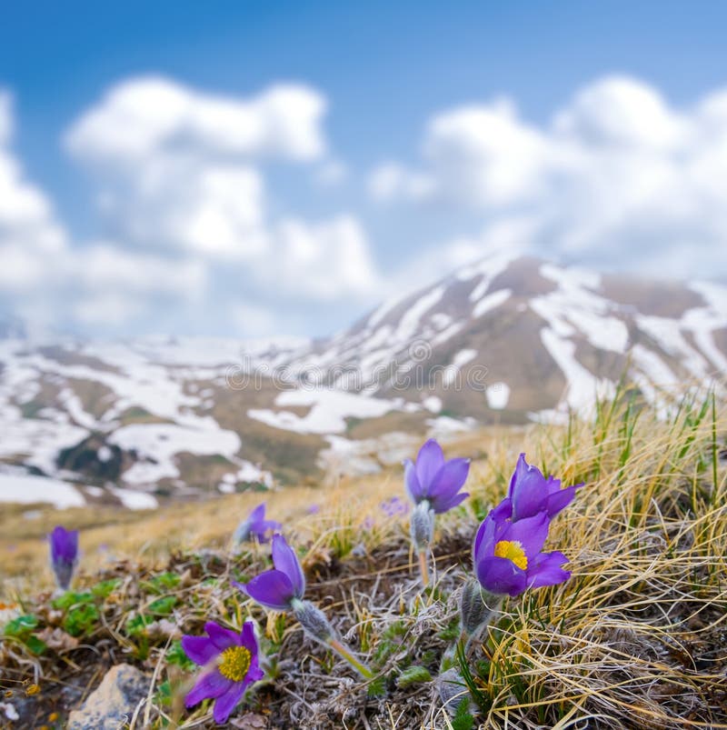 Crocus Flowers Growth on Mount Slope Stock Image - Image of petal ...