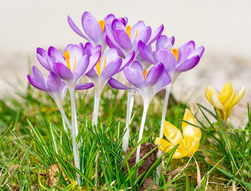 Crocus flowers in a meadow stock image. Image of blossom - 175548517