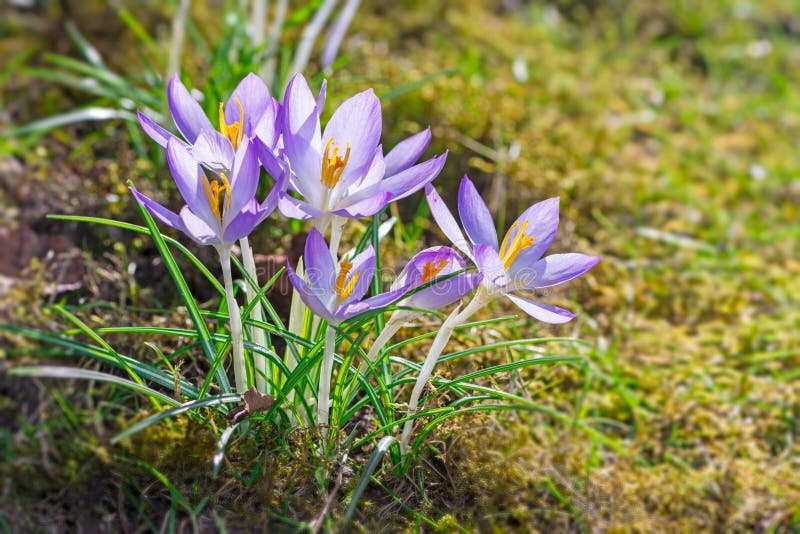 Crocus flowers in a meadow stock photo. Image of floral - 183611644