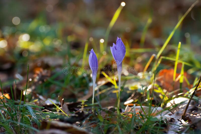 Crocus Flowers in the Morning, at Sunrise Stock Photo - Image of ...