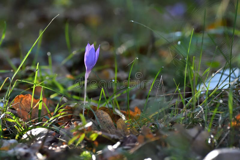 Crocus Flowers in the Morning, at Sunrise Stock Image - Image of violet ...