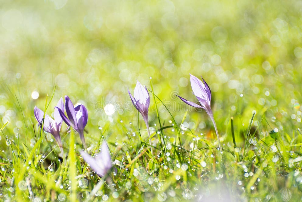 Crocus Flowers in the Morning, at Sunrise Stock Photo - Image of crocus ...