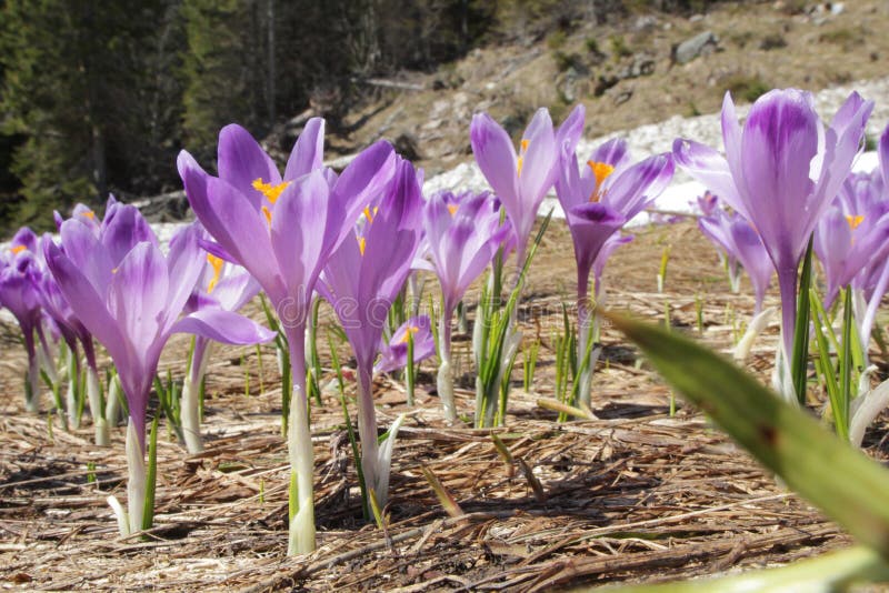 Crocus Flowers - on the Mountain Spring Meadow Stock Photo - Image of ...