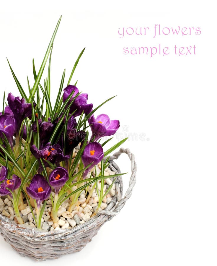 Crocus Flowers in Pot, Isolated Stock Photo - Image of celebration ...