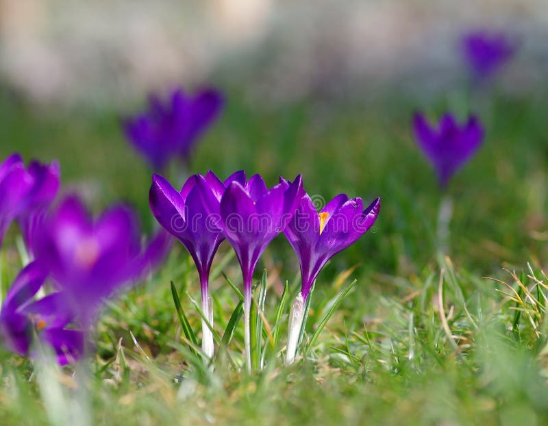 Crocus Flowers II, Slovakia Stock Image - Image of summer, meadow: 38533533