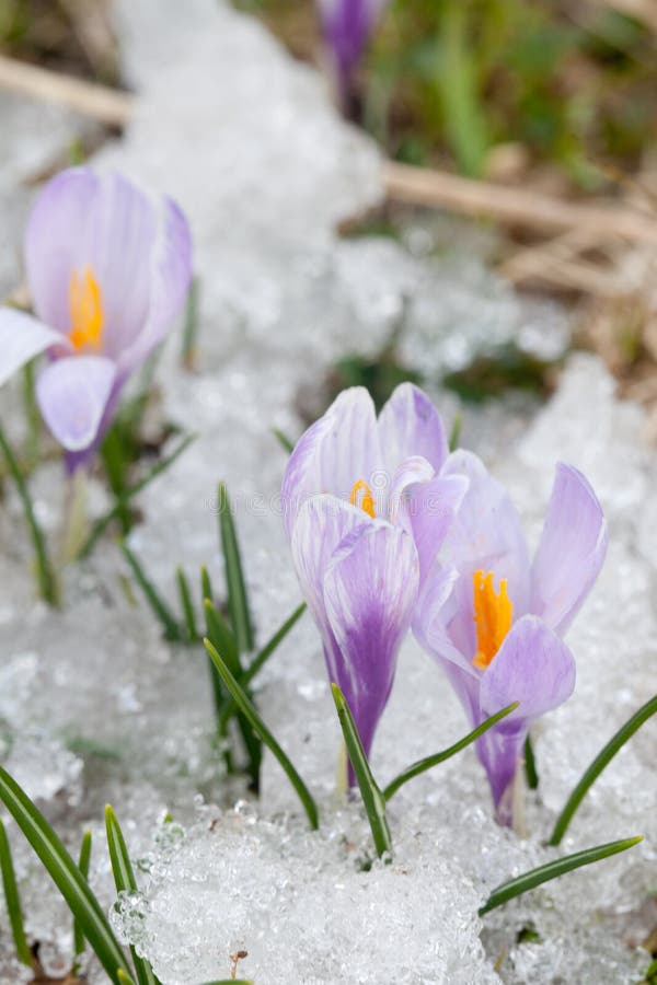 Crocus in the Snow (spring) Stock Photo - Image of glazed, bloom: 1294868