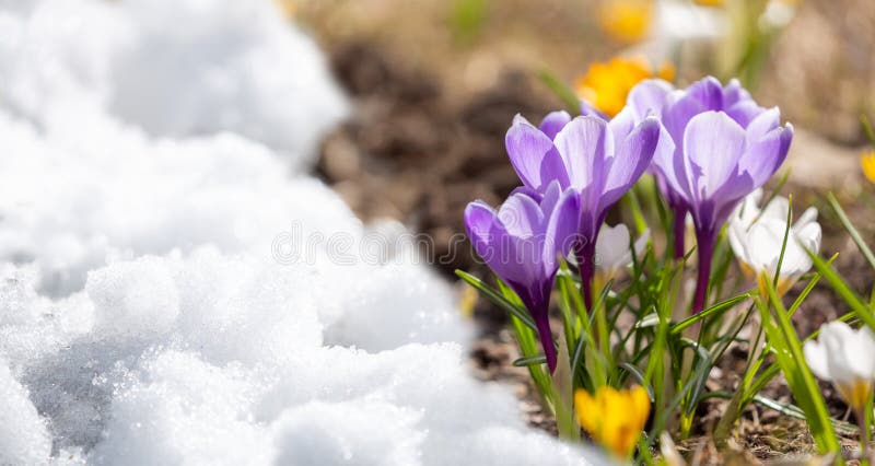 Crocus Flowers in Snow Covering in a Garden Stock Photo - Image of ...