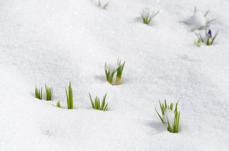 Crocus Flowers in Snow in Early Spring Stock Photo - Image of forest ...