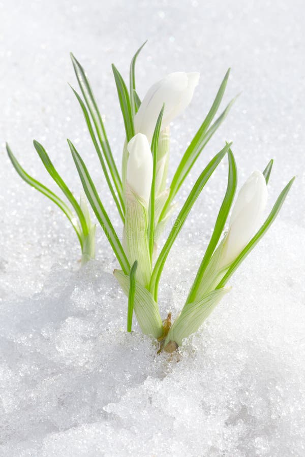 Snowdrop Flower with Snow in the Garden Stock Photo - Image of flower ...