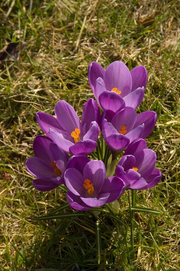 Crocus Flowers in Spring stock image. Image of field - 37550799