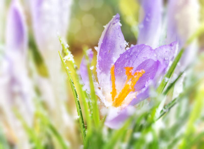 Crocus flowers in spring stock photo. Image of macro - 38240832