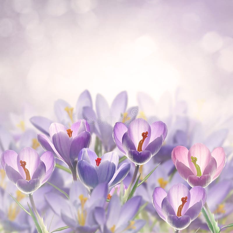 Crocus Flowers stock image. Image of blossom, card, crocus - 53239343