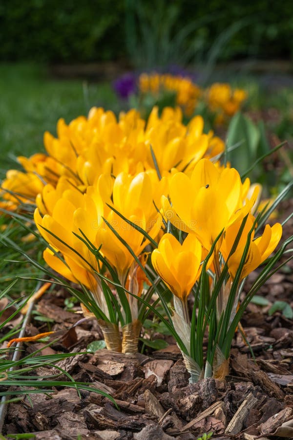 Crocus Life Cycle Stock Photos - Free & Royalty-Free Stock Photos from ...