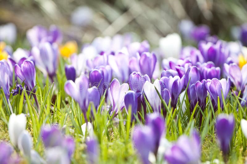 Macro Image of Spring Wild Crocus Stock Image - Image of beautiful ...