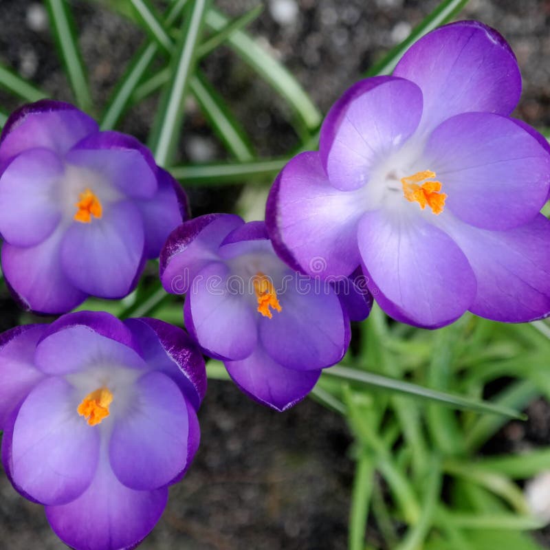 Crocus flowers in spring stock image. Image of npurple - 88508865