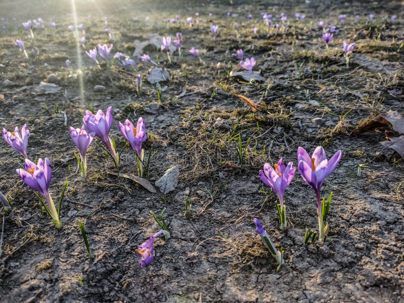 Crocus Flowers in the Spring - Romania Stock Image - Image of spring ...