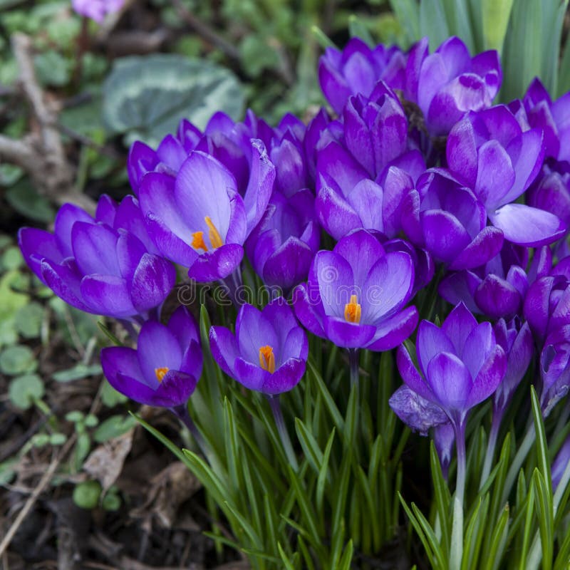 Crocus flowers stock image. Image of multicolored, springtime - 18836055
