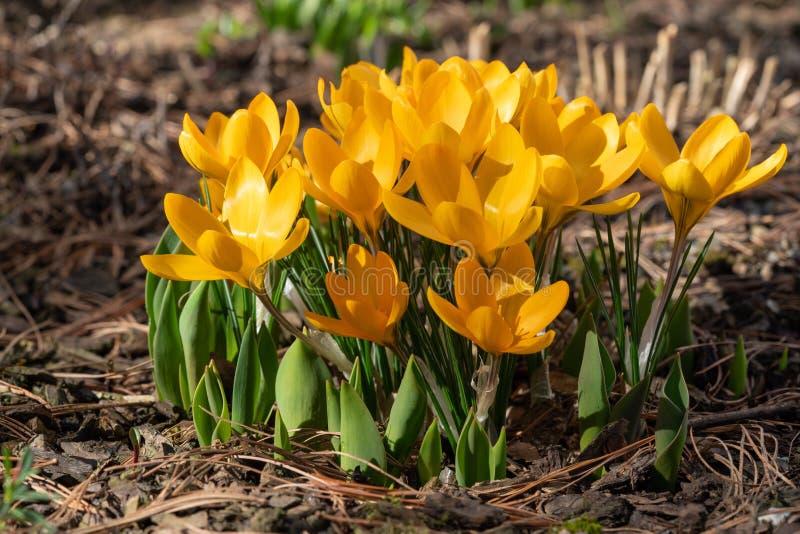 Crocus Life Cycle Stock Photos - Free & Royalty-Free Stock Photos from ...