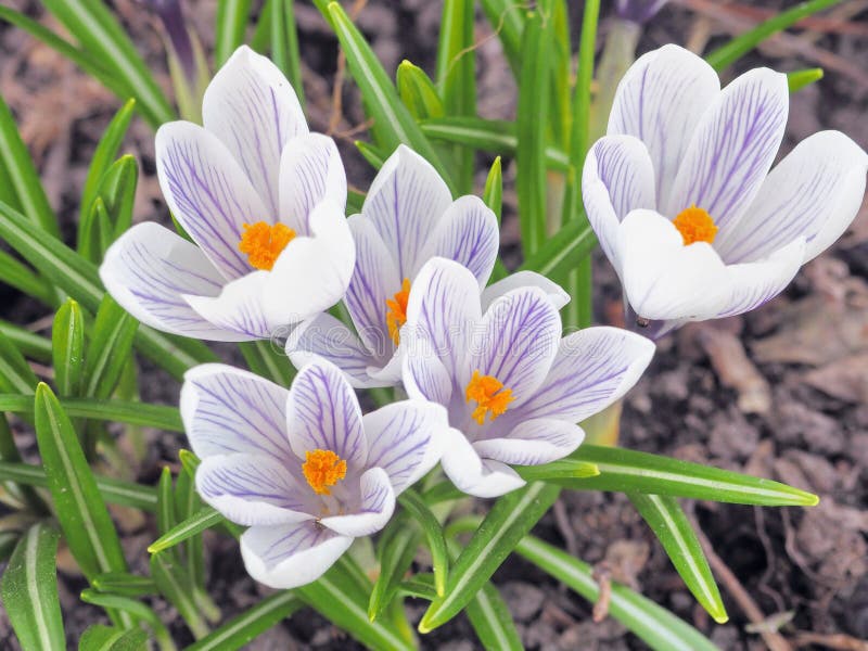 Crocus Flowers at Springtime Stock Image - Image of botany, summer ...