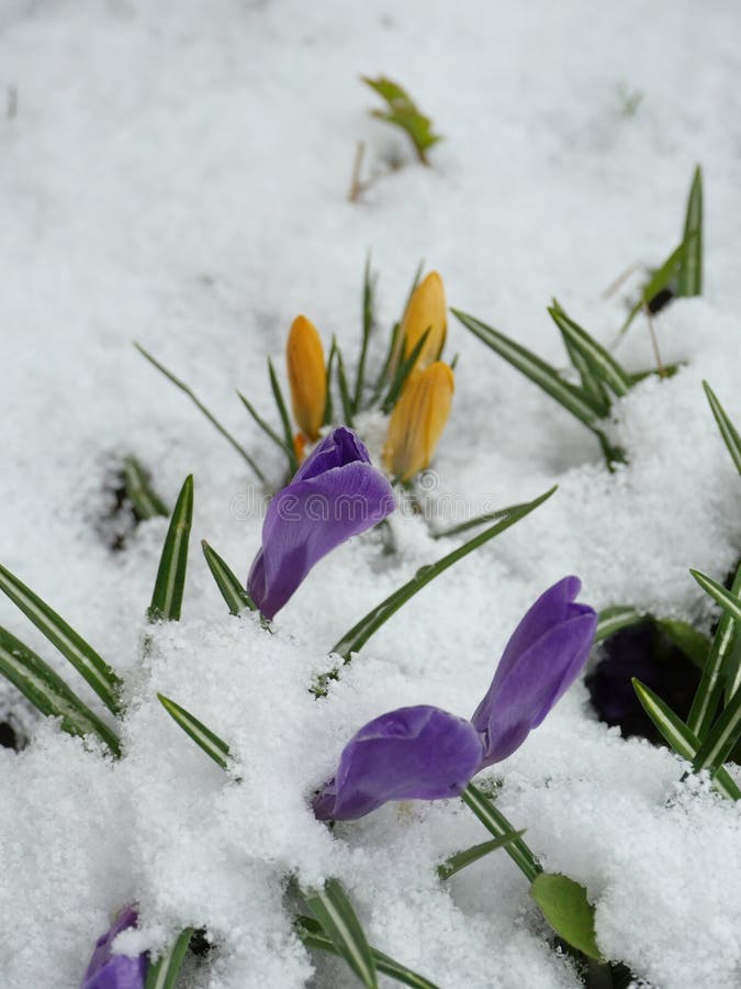 Crocus Flowers in White Snow Stock Photo - Image of wild, saffron ...