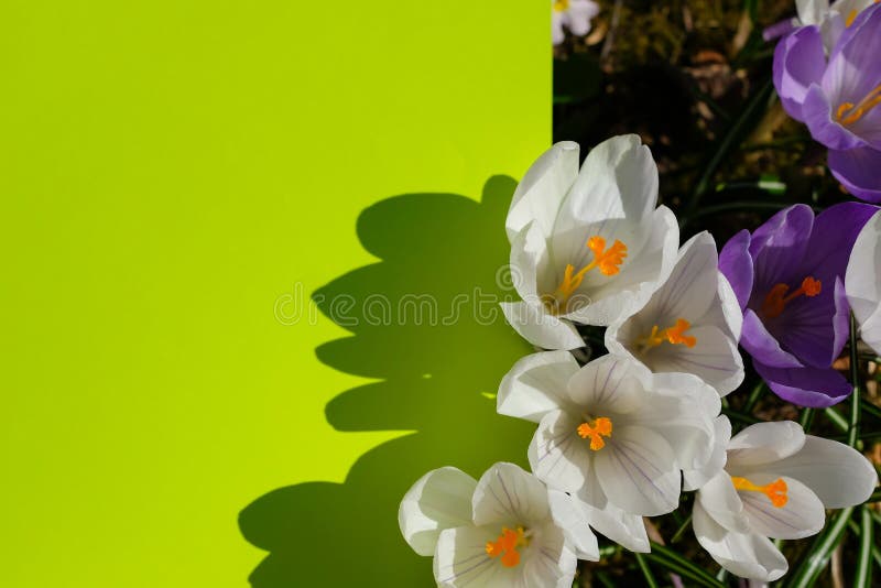 Crocus Flowers. Yellow-green Background for Text or Design Elements ...